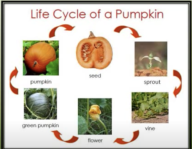 Life Cycle of a Pumpkin timeline | Timetoast timelines