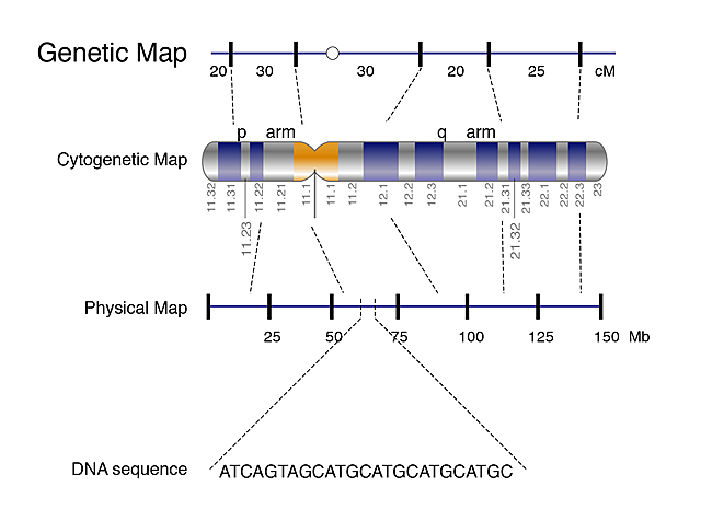 DNA Timeline | Timetoast timelines