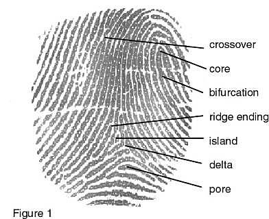 Fingerprint Timeline | Timetoast timelines