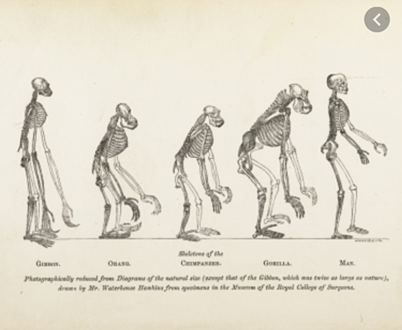 Charles Darwin timeline | Timetoast timelines