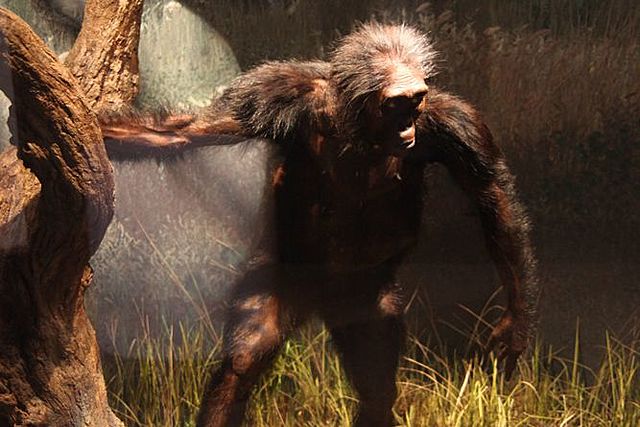 DEL AUSTRALOPITHECUS AL HOMO SAPIENS timeline | Timetoast timelines