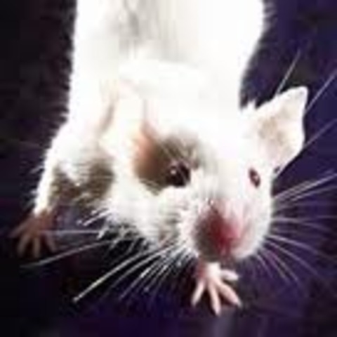 Biotechnology Timeline | Timetoast timelines