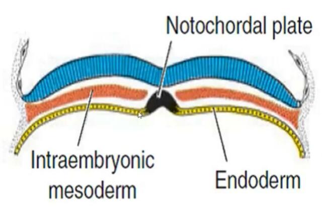 Desarrollo Neuro Embrionario timeline | Timetoast timelines