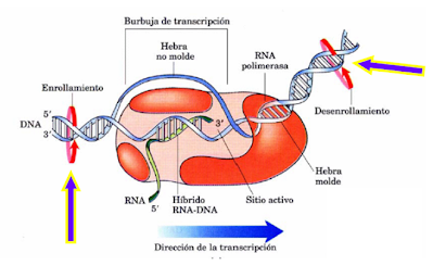 Historia de la biologia molecular timeline | Timetoast timelines