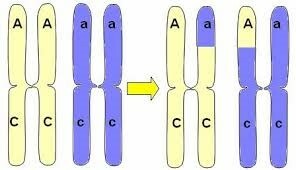 Historia de la Genetica timeline | Timetoast timelines