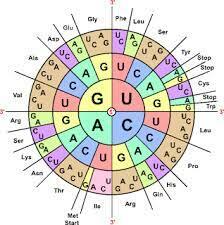 tarea de la historia de la genetica timeline | Timetoast timelines