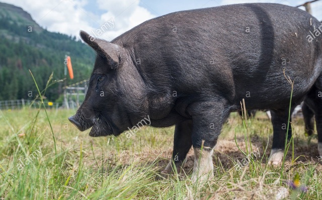 Evolución del cerdo hasta nuestros días (antecedentes históricos)