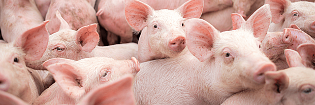 Evolución Del cerdo Hasta Nuestros Días timeline | Timetoast timelines