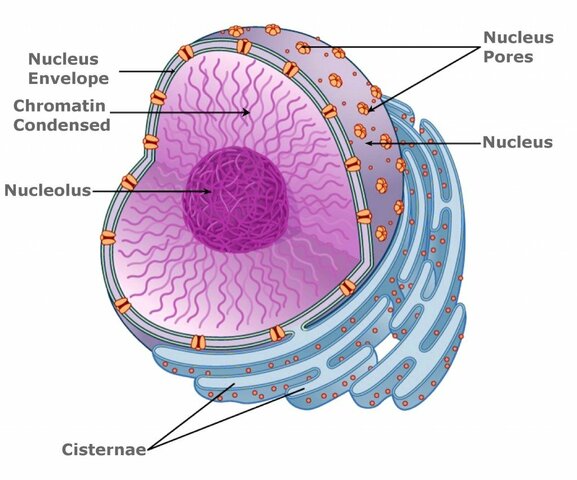 History of Cell Theory timeline | Timetoast timelines