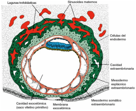 desarrollo intrauterino Lisette A.A.G timeline | Timetoast timelines