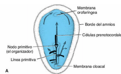 desarrollo intrauterino Lisette A.A.G timeline | Timetoast timelines