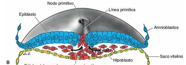 desarrollo intrauterino Lisette A.A.G timeline | Timetoast timelines