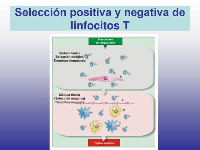 Linfocito T timeline | Timetoast timelines