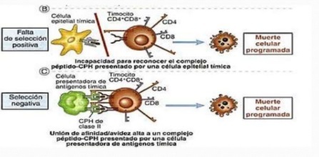 Linfocito T timeline | Timetoast timelines