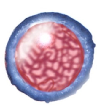 Linfocito T timeline | Timetoast timelines