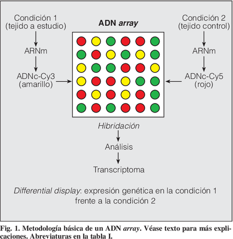 Historia de la biología molecular timeline | Timetoast timelines