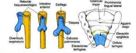 Embriogénesis del Aparato Respiratorio | Timetoast timelines