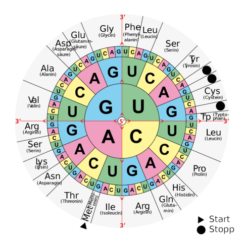 Bioteknologi | Ingrid Husby timeline | Timetoast timelines