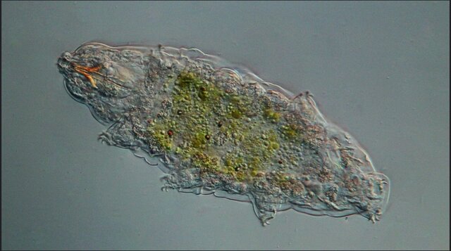 Historia de los estudios de Tardigrados timeline | Timetoast timelines