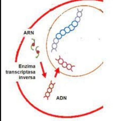 Historia de la biología molecular timeline | Timetoast timelines