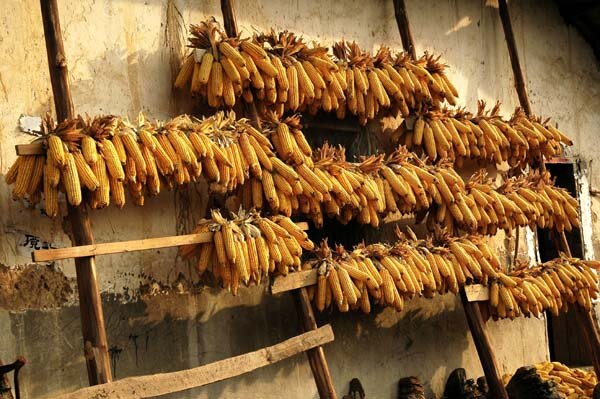 Food Preservation timeline | Timetoast timelines