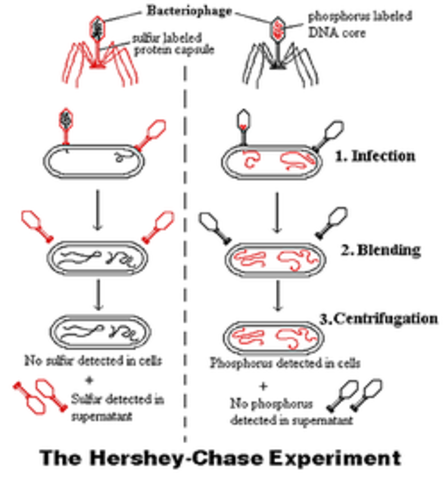 Scientist That have Created DNA timeline | Timetoast timelines