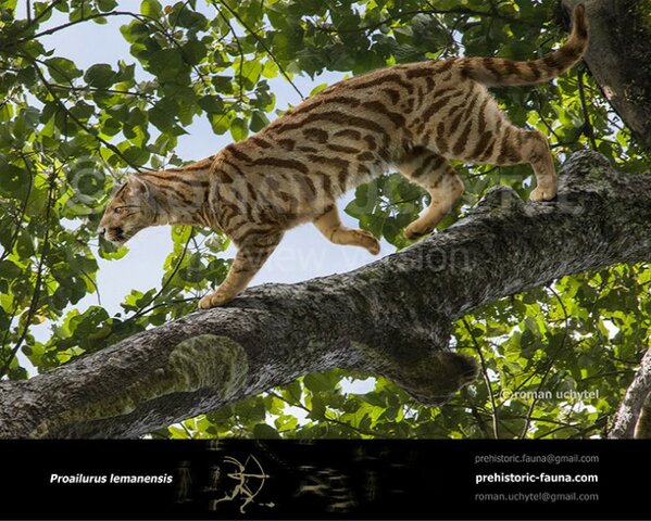 Cat Timeline | Timetoast timelines