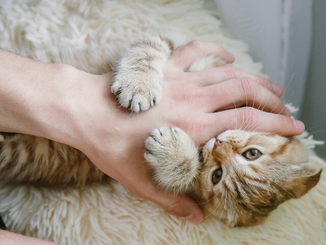 Cat Timeline | Timetoast timelines