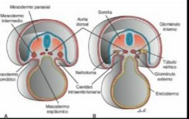 Sistema urinario timeline | Timetoast timelines