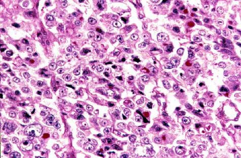 HISTORIA DE LAS ENZIMAS timeline | Timetoast timelines