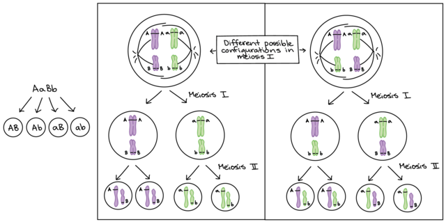 Biología evolutiva y teoría cromosómica de la herencia timeline | Time