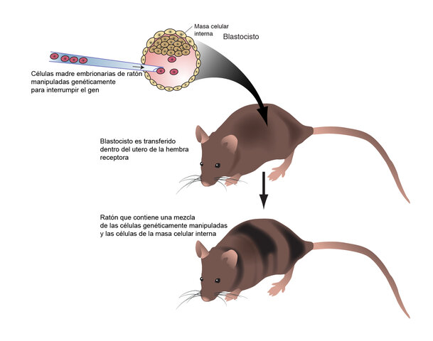 HISTORIA DE LA GENETICA timeline | Timetoast timelines