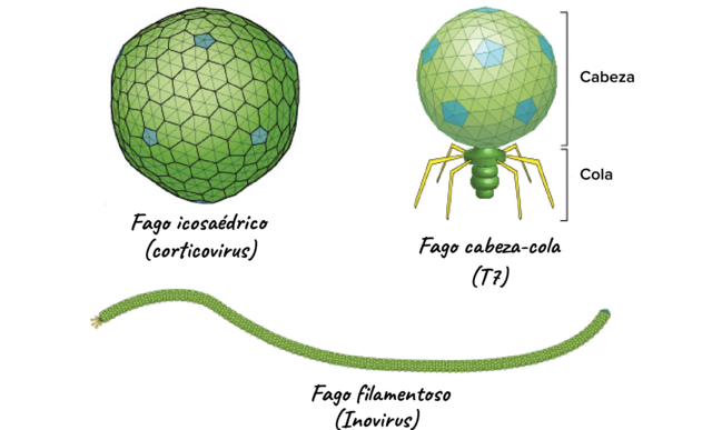 Historia de la virología timeline | Timetoast timelines