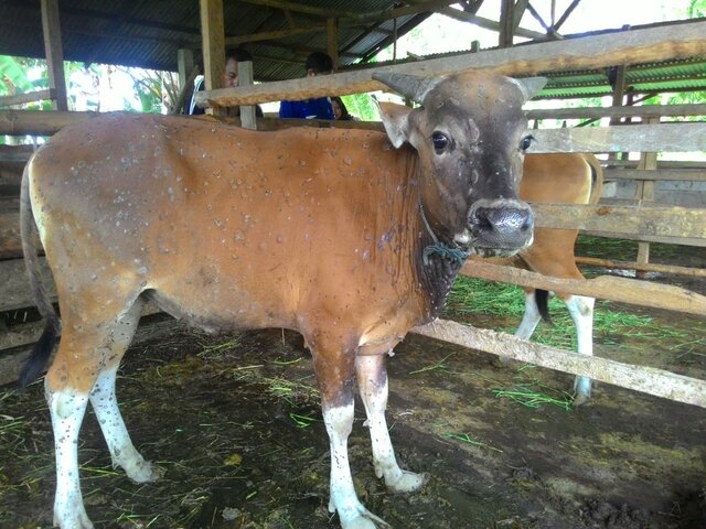 Event Timeline LSD Riau | Timetoast timelines