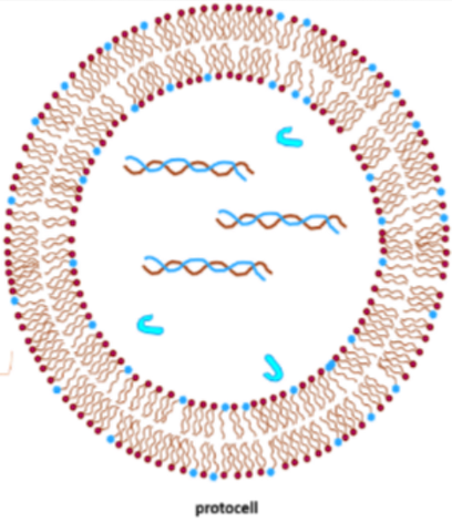 Evolución de la Célula timeline | Timetoast timelines