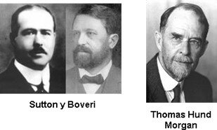 Teoría cromosómica de la herencia timeline | Timetoast timelines