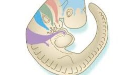 Embriología del ojo timeline | Timetoast timelines