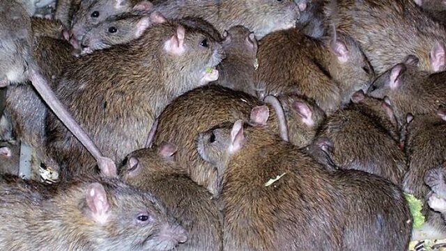 LINEA DE TIEMPO PESTE NEGRA timeline | Timetoast timelines