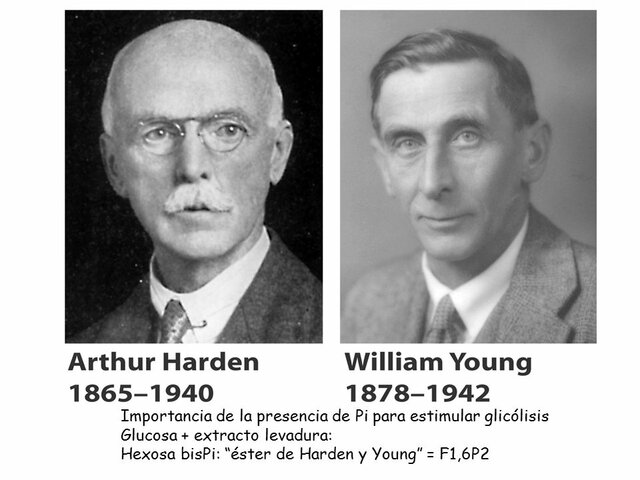 Historia de las enzimas timeline | Timetoast timelines