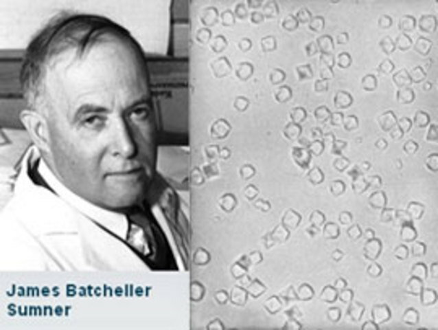 Historia de las enzimas timeline | Timetoast timelines