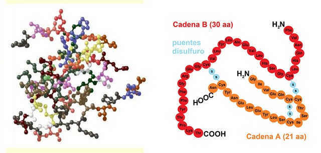 Historia de las enzimas timeline | Timetoast timelines