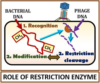 Historia de las enzimas timeline | Timetoast timelines