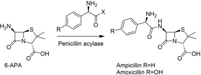 Historia de las enzimas timeline | Timetoast timelines