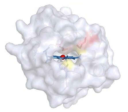 Historia de las enzimas timeline | Timetoast timelines