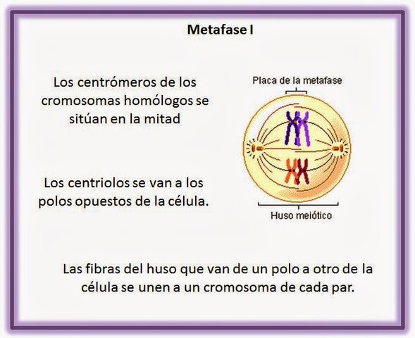 Meiosis timeline | Timetoast timelines