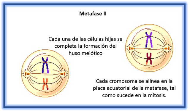 Meiosis timeline | Timetoast timelines