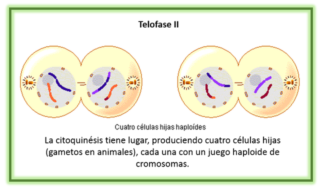 Meiosis timeline | Timetoast timelines