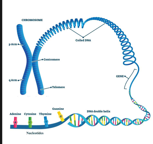 Descubrimiento de la genetica timeline | Timetoast timelines