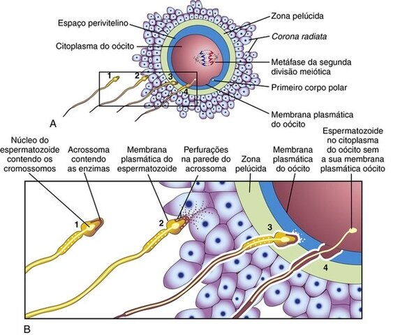 1ª e 2ª semanas timeline | Timetoast timelines