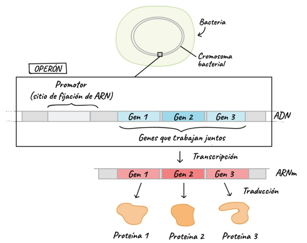 Historia de la Biología Molecular timeline | Timetoast timelines